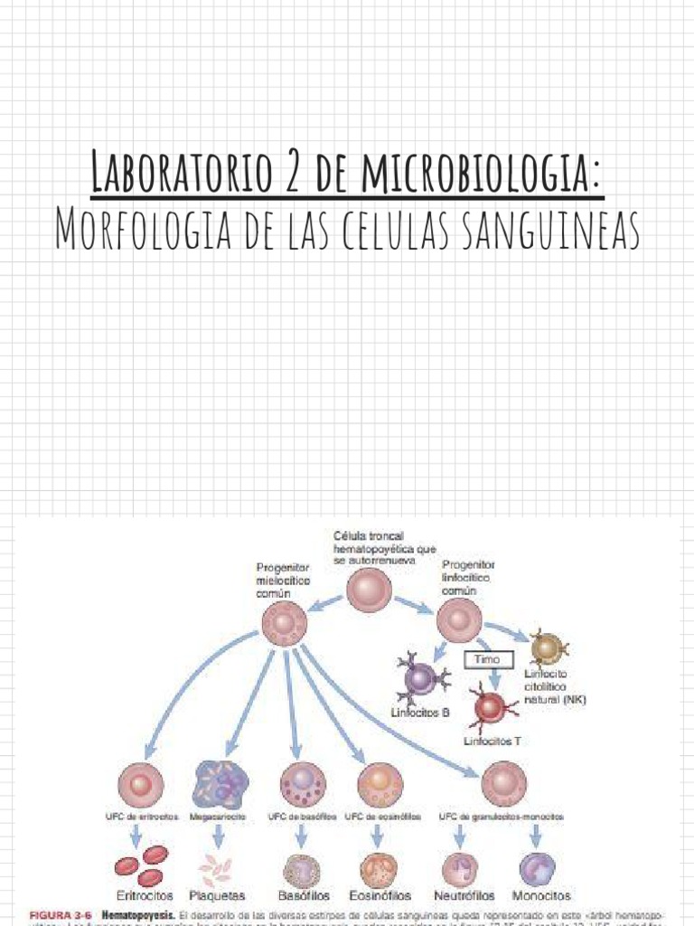 Morfología de Las Células Sanguíneas | PDF | Sangre | Inflamación