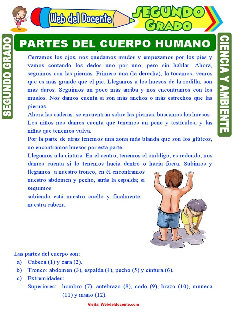 Partes Del Cuerpo Humano Para Segundo Grado De Primaria Pdf