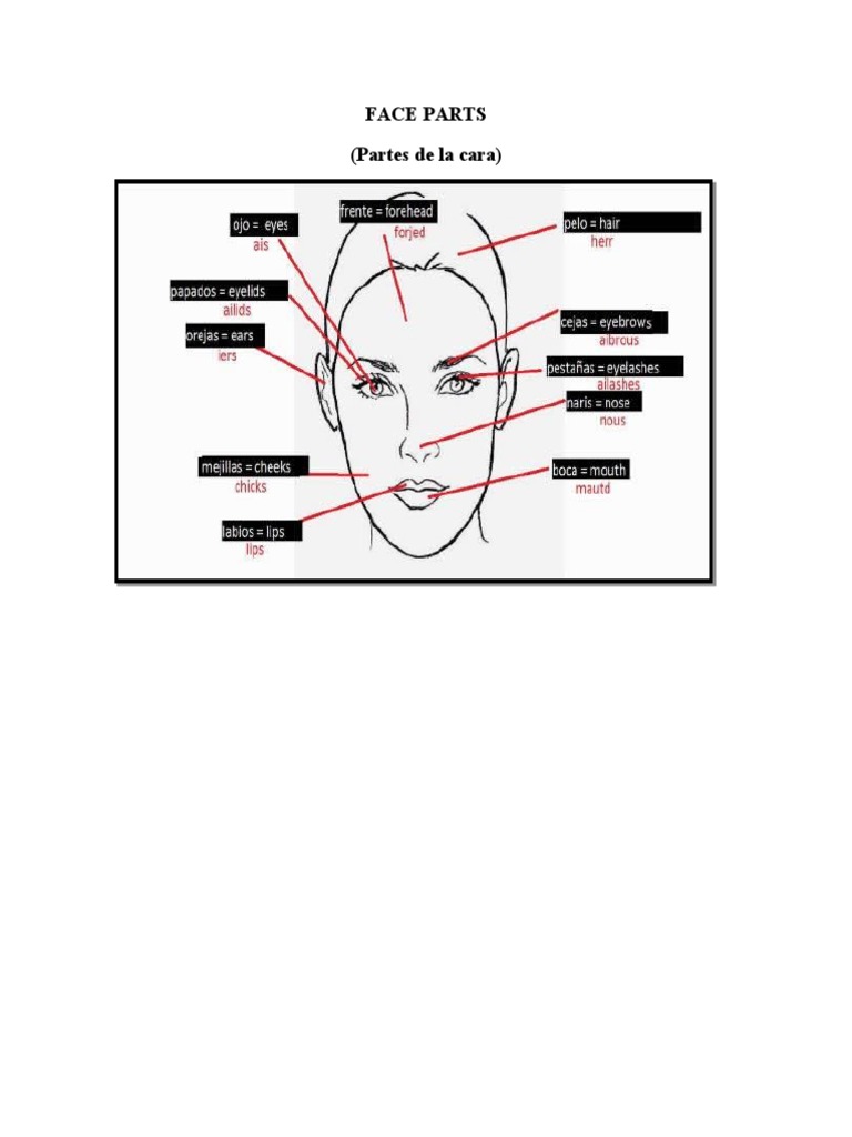 FACE PARTS Partes de La Cara | PDF