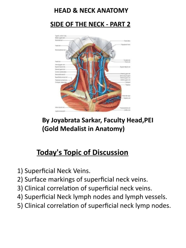 Head & Neck Anatomy Side of The Neck - Part 2 | PDF