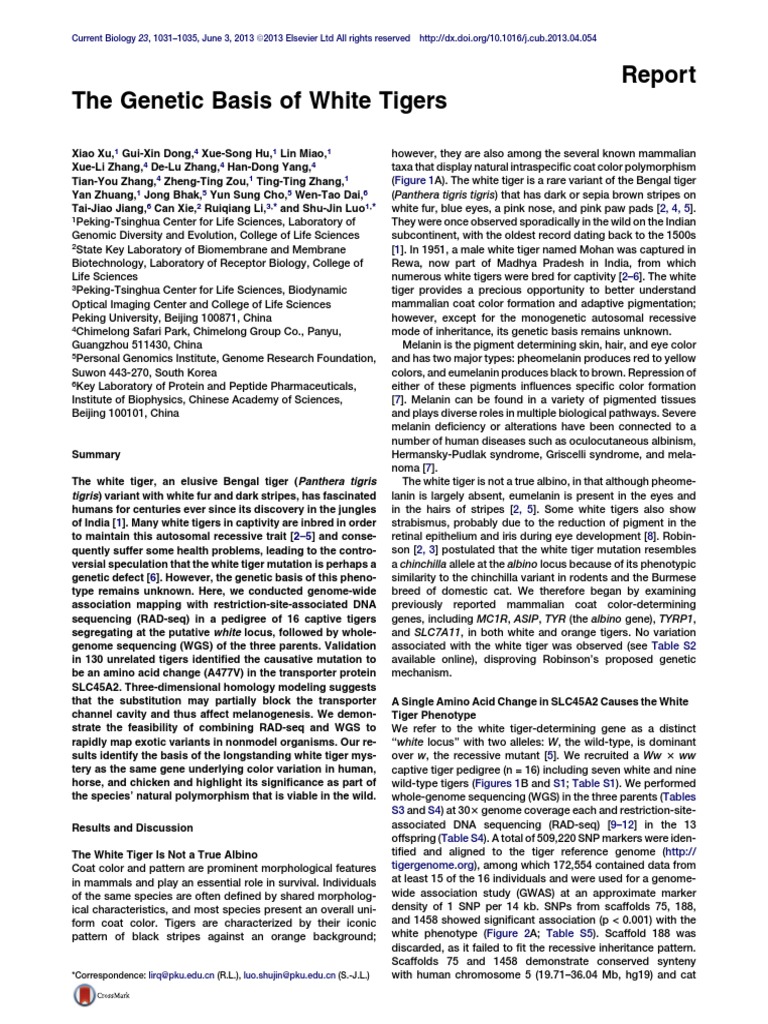 The Genetic Basis of White Tigers | PDF | Single Nucleotide ...