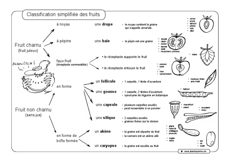 Classification des fruits et légumes | PDF | Fruit | Cuisine végan