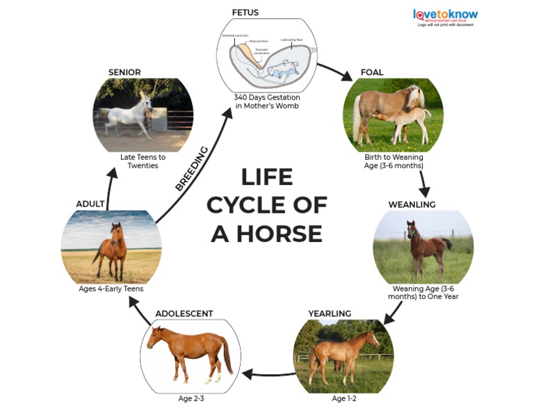 3689 Life Cycle of Horse | PDF
