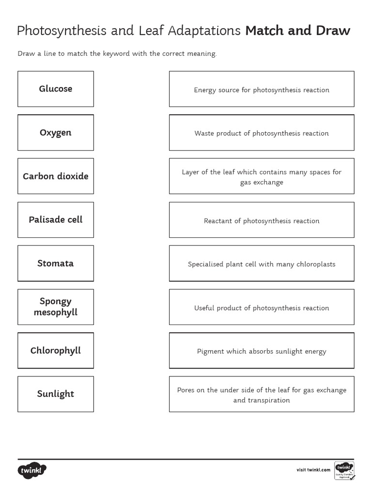 Photosynthesis and Leaf Adaptations Match and Draw: Glucose | PDF