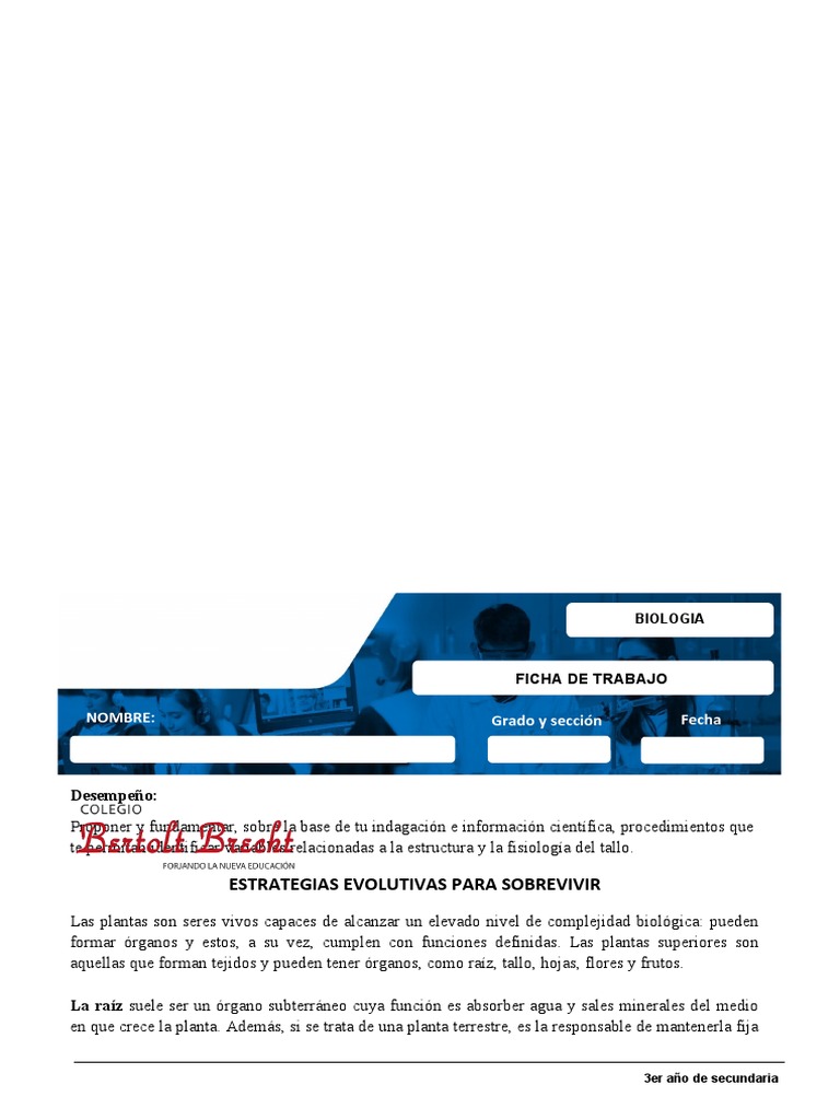 Estructura y Tipos de Raíces en Plantas | PDF | Raíz | Tallo de la planta