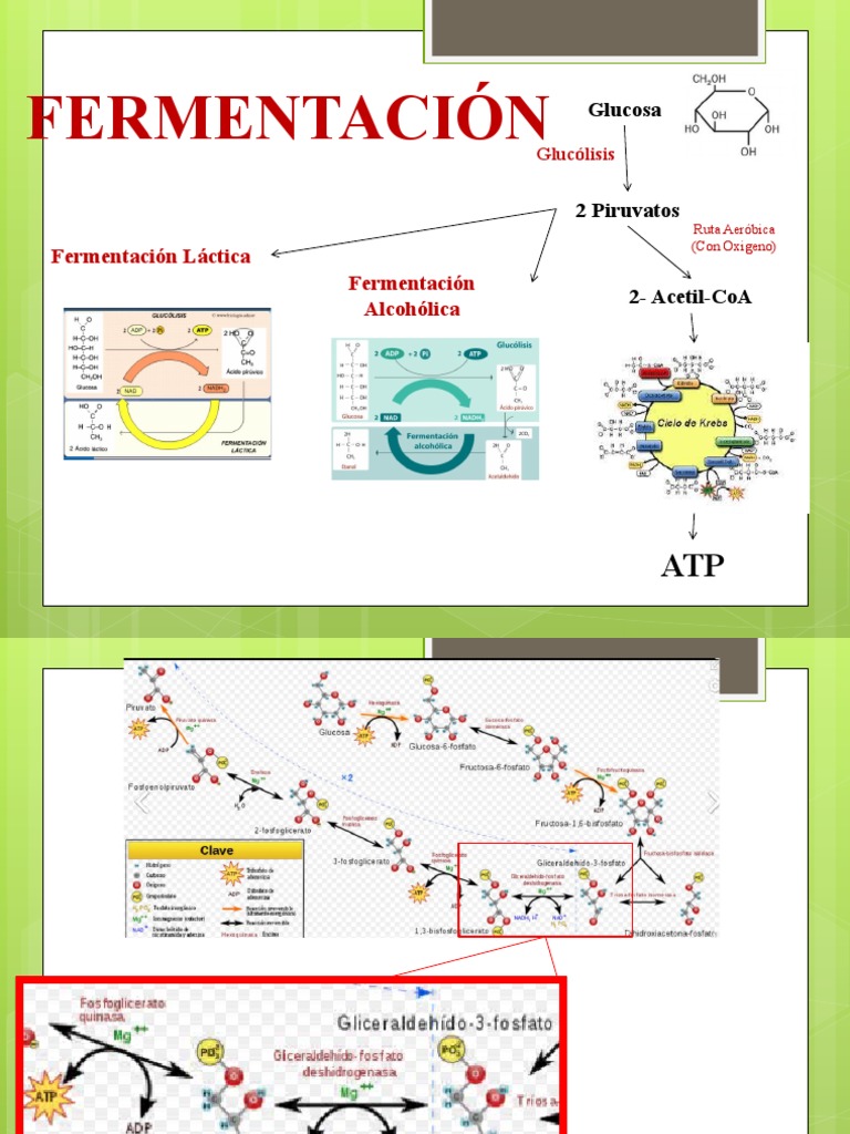 Fermentacion Lactica y Alcoholica Bioquimica | PDF | Glucólisis ...