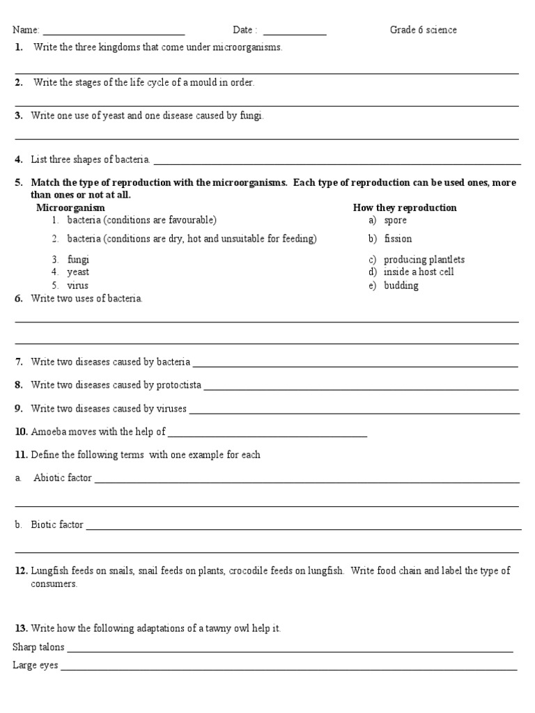 Revision Worksheet 2 Grade 6 | PDF | Microorganism | Bacteria