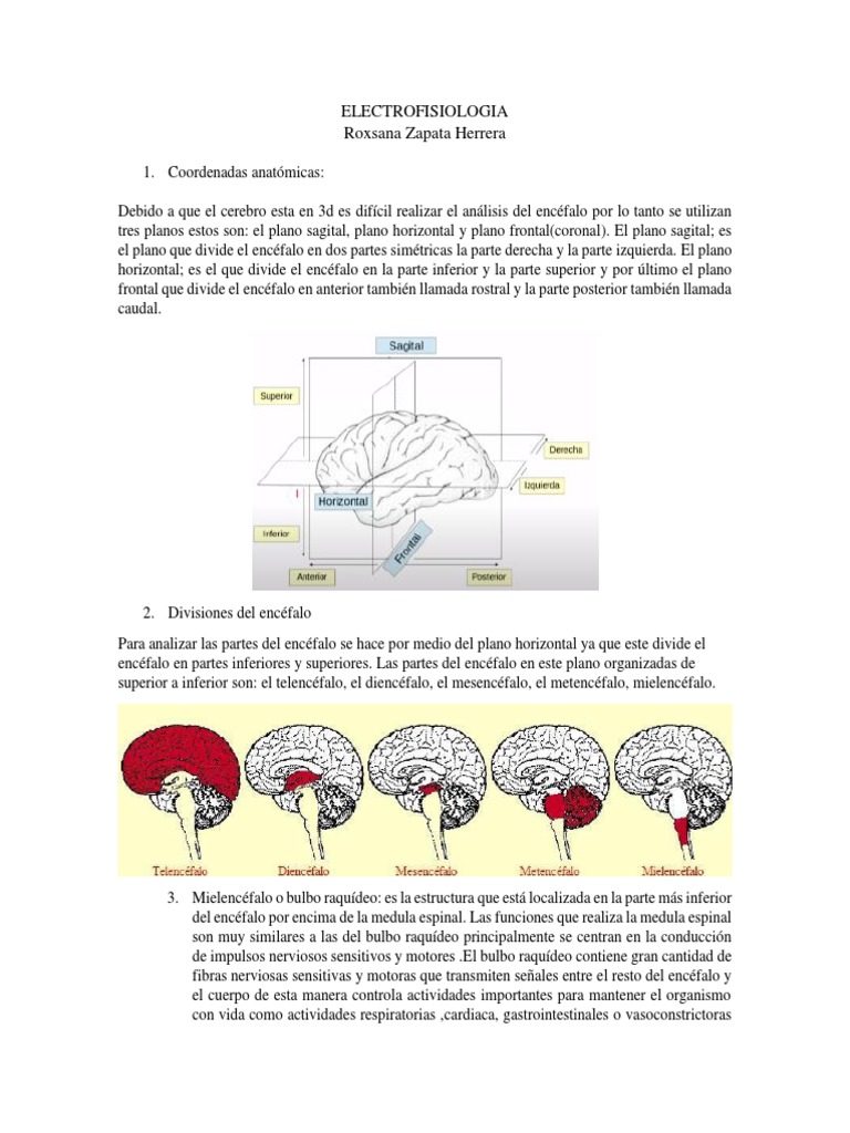 CEREBRO | PDF | Célula piramidal | Cerebro