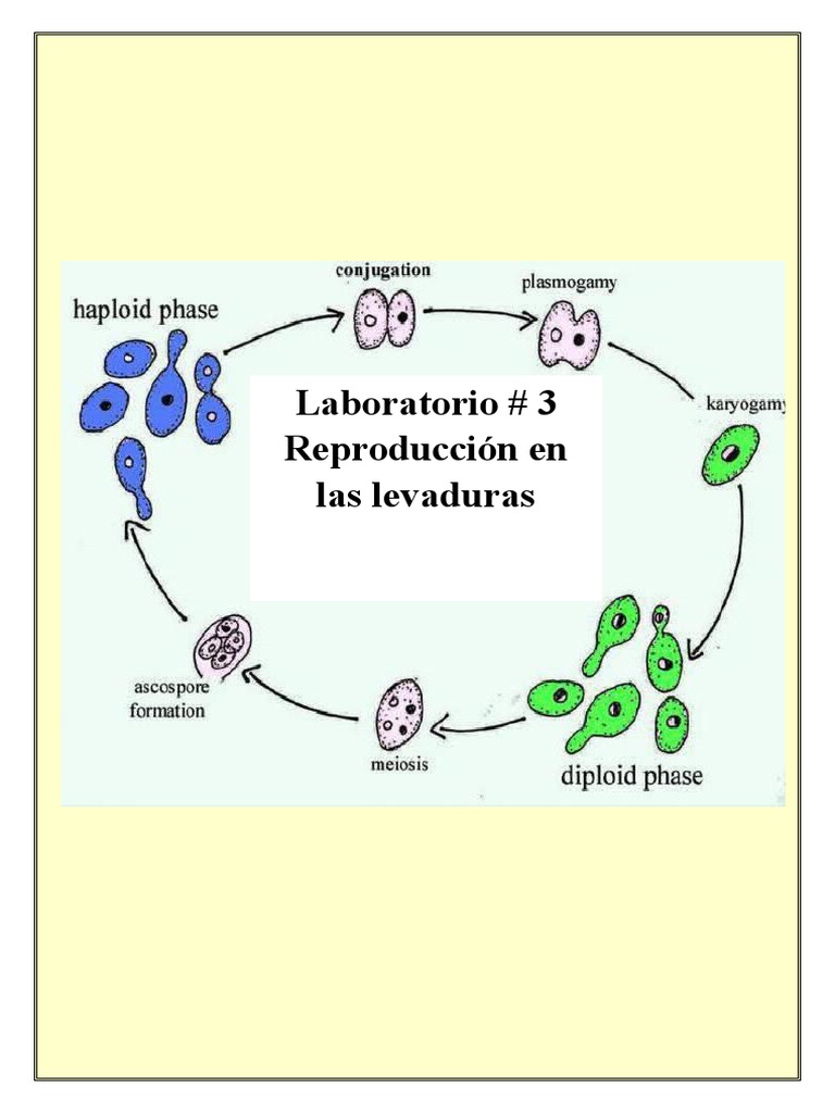 Laboratorio 3 Reproduccion En Las Levaduras Pdf Levadura Science
