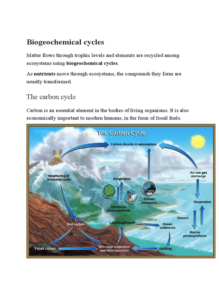Biogeochemical Cycles: The Carbon Cycle | PDF | Carbon Cycle ...