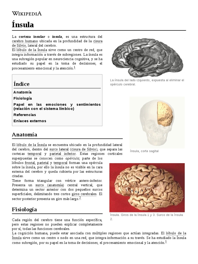 Ínsula | PDF | Corteza Insular | Cerebro