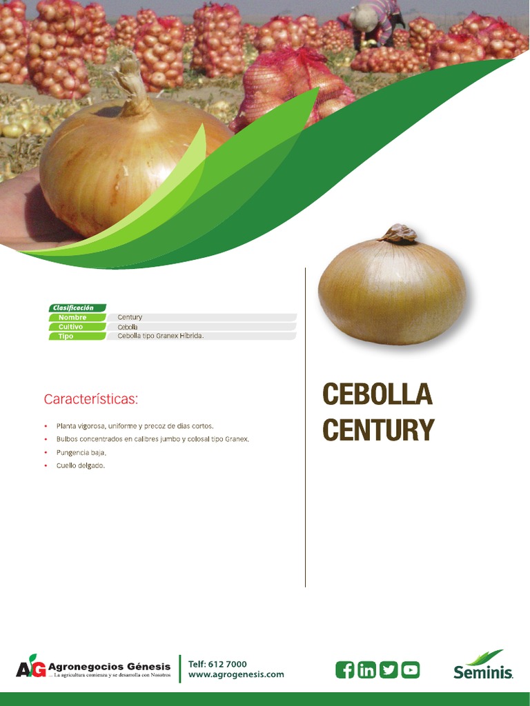 Ficha Cebolla Century PDF | PDF