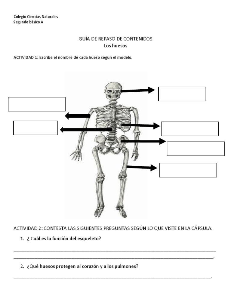 Guía de Repaso Huesos | PDF