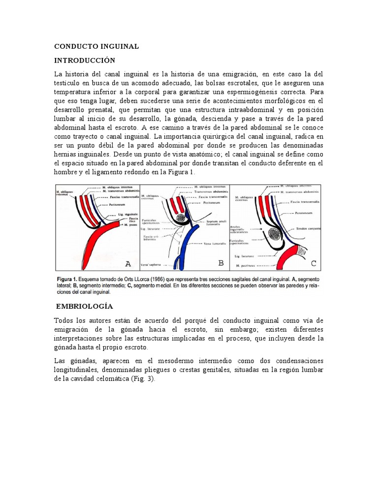 Apuntes Sobre Anatomia Del Canal Inguinal | PDF | Abdomen | Pelvis