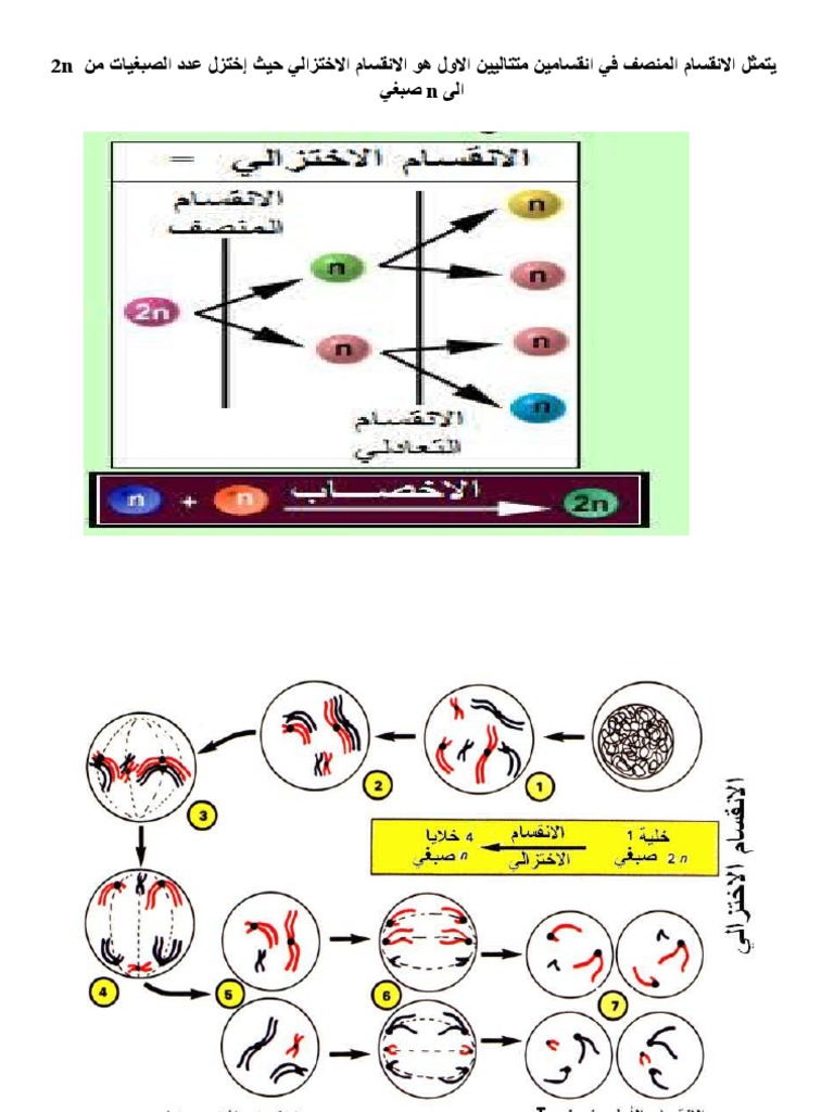 Sciences2as - Tandim-3asabi-Hormoni (1) .Pps | PDF