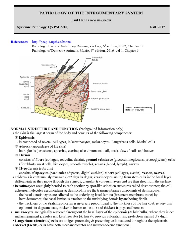 Pathology of The Integumentary System: References: Http://people - Upei ...