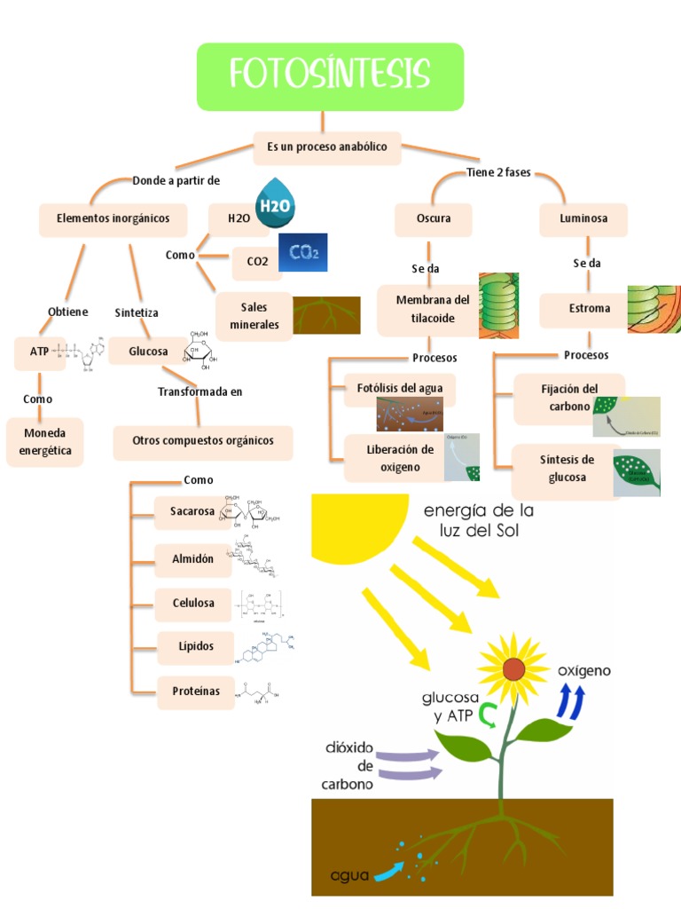 Fotosíntesis y Respiración Celular PDF | PDF | Trifosfato de adenosina ...