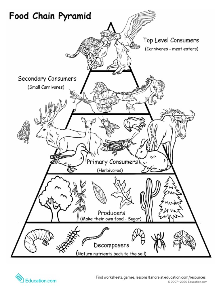 Food Chain Pyramid PDF | PDF