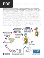 Función y Efectos de la Motilina | PDF | Diarrea | Intestino delgado