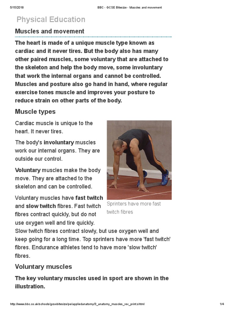 Muscles and Movement in Exercise | PDF | Muscle | Anatomical Terms Of ...