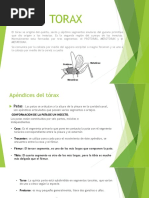 Estructura del Tórax en Insectos | PDF | Insectos | Hexapoda