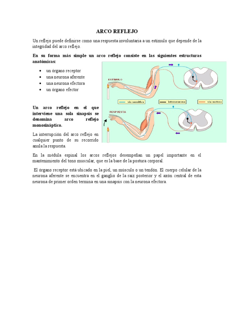Arco reflejo: definición, estructura y funciones | PDF | Neurona | Sinapsis