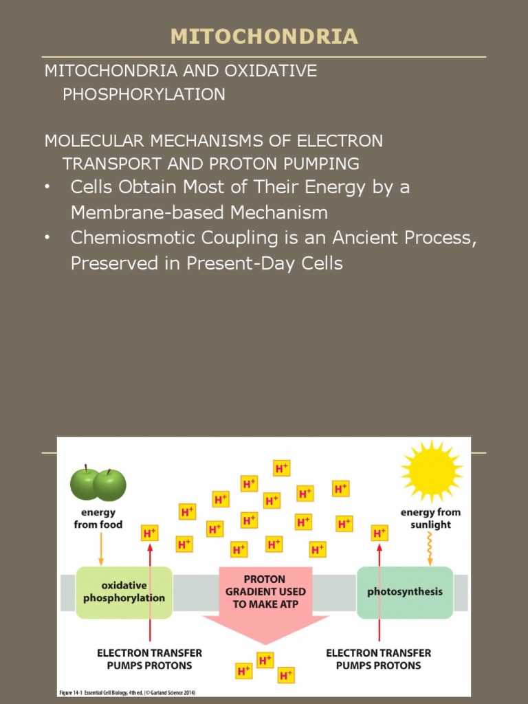 Mastering Biology Oxidative Phosphorylation Concept Map