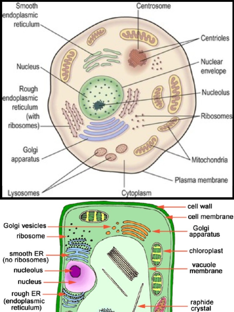Biology Diagrams | PDF