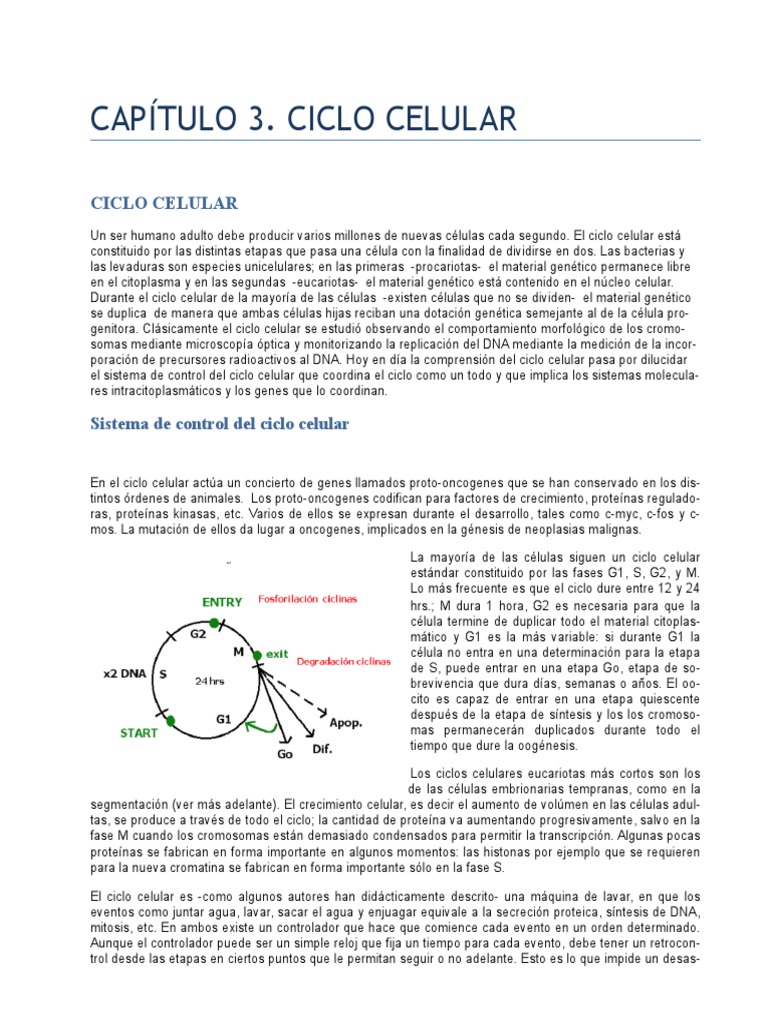 Control del Ciclo Celular y Ciclinas | PDF | Mitosis | Mitosis
