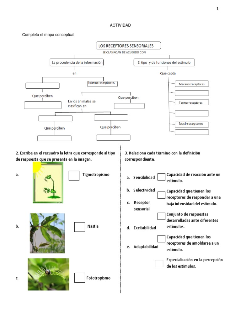 ACTIVIDAD ESTIMULOS RESPUESTAS | Estímulo (fisiología) | Sicología y ...