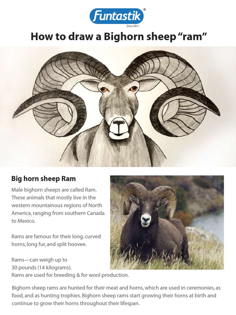 How To Draw Ram | PDF | Ovis | Sheep