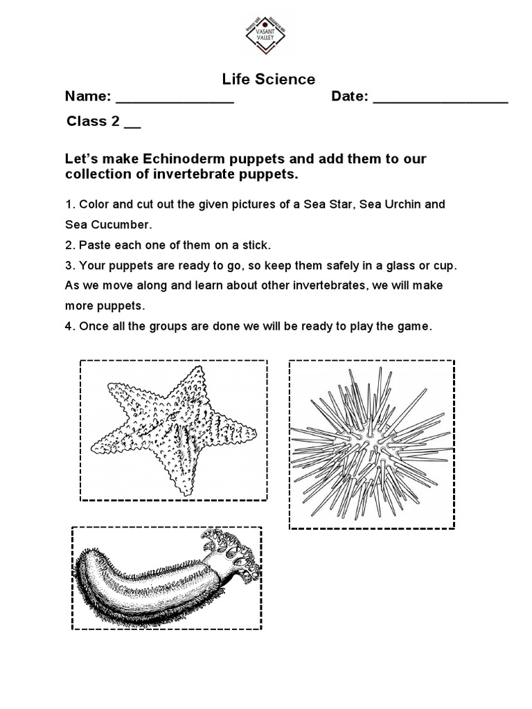 Echinoderm Cut and Paste Worksheet 2 | PDF