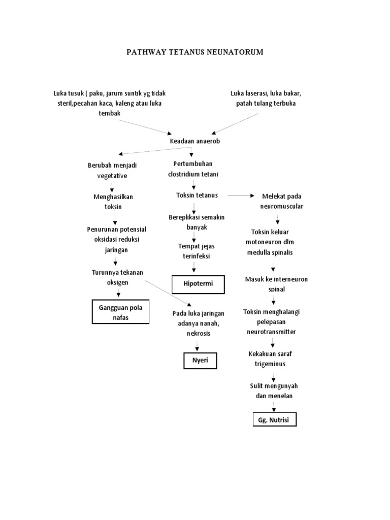 Pathway Tetanus Neunatorum | PDF