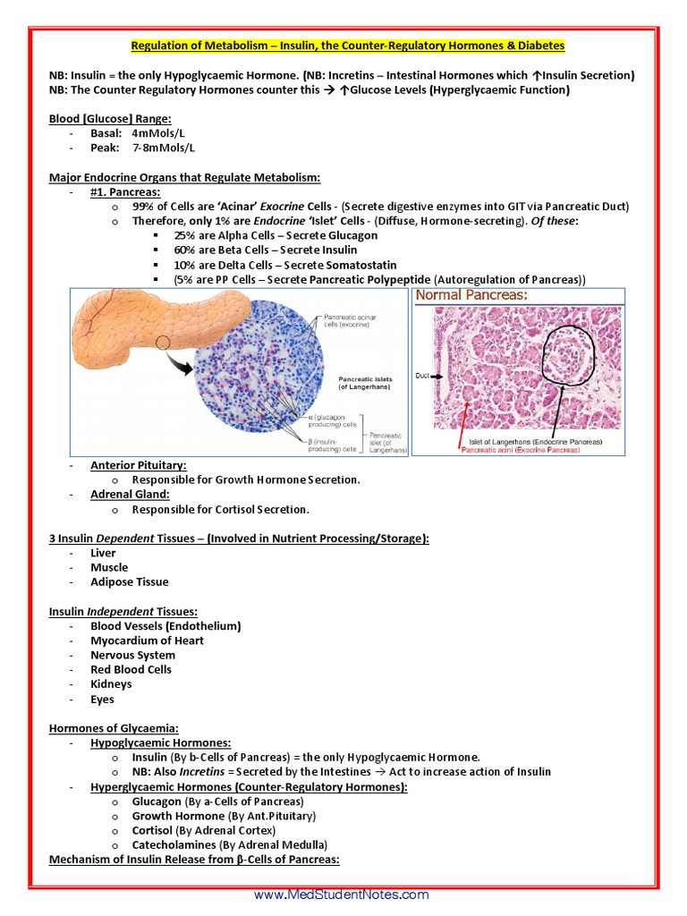 Insulin, Hormones, and Diabetes Management | PDF | Pancreas | Insulin