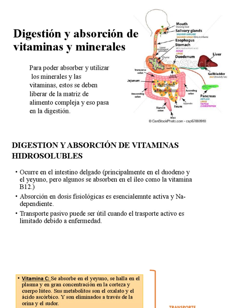 Absorción de Vitaminas y Minerales | PDF | Digestión | Calcio