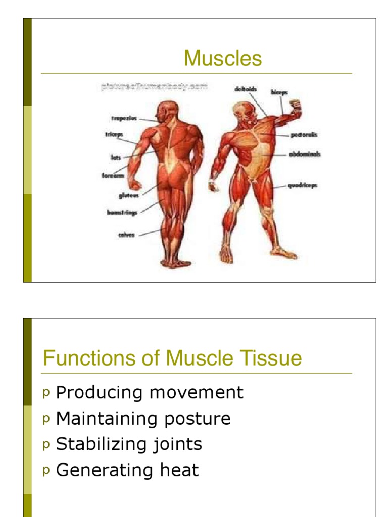 Muscle Physio PDF | PDF | Muscle Contraction | Myocyte
