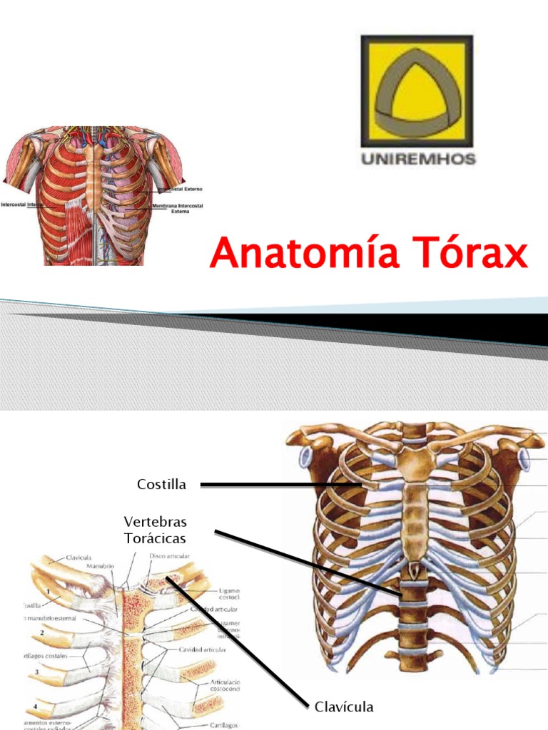 Anatomia Del Torax | PDF | Tórax | Aorta