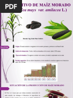 Ichu | PDF | Plantas | Horticultura y jardinería