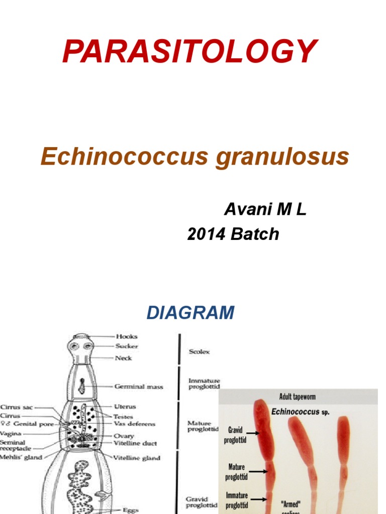 Echinococcus granulosus Life Cycle Overview | PDF | Home & Garden ...