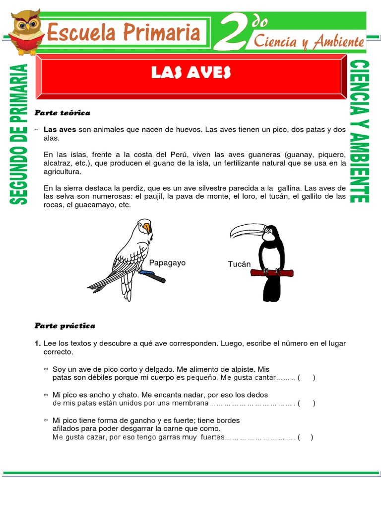 Las Aves para Segundo de Primaria PDF | Download Free PDF | Ala | Aves