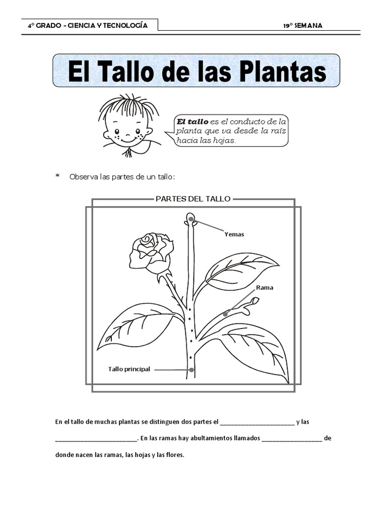 Partes y funciones del tallo en plantas | PDF | Tallo de la planta | Hoja
