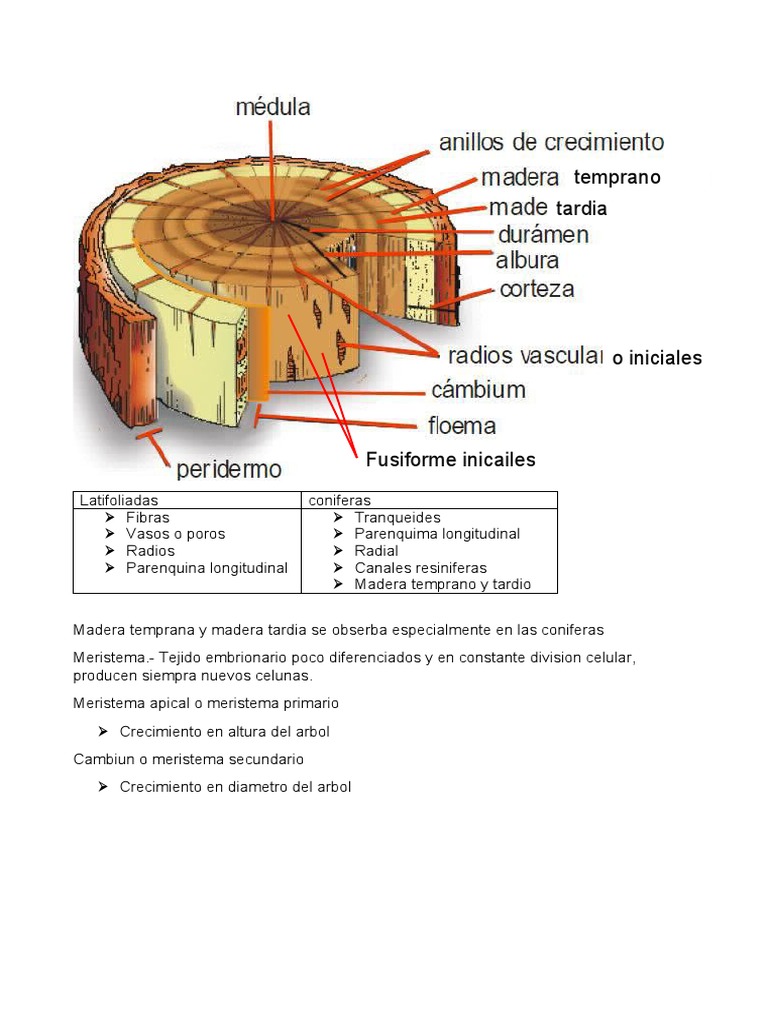 Anatomia de La Madera | PDF