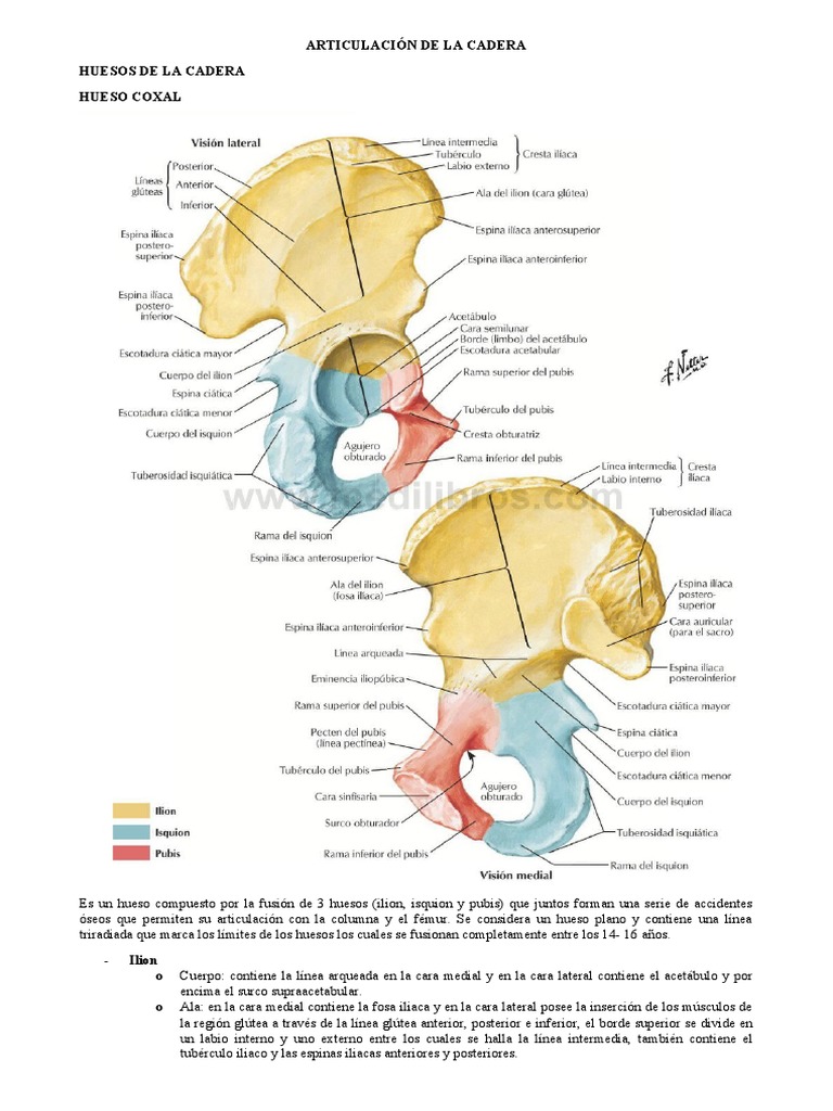 Anatomía y Articulación de la Cadera | PDF | Articulación ...
