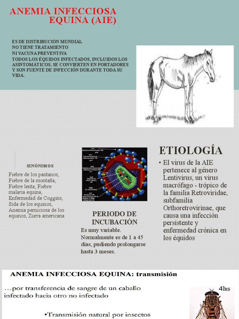 Anemia Infecciosa Equina (Aie) | PDF | Virus | Infección