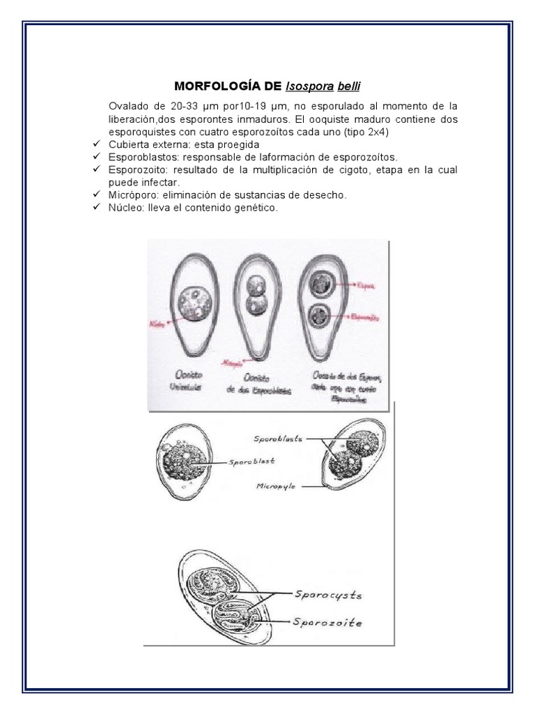 Isospora Belli | PDF | Epidemiología | Biología