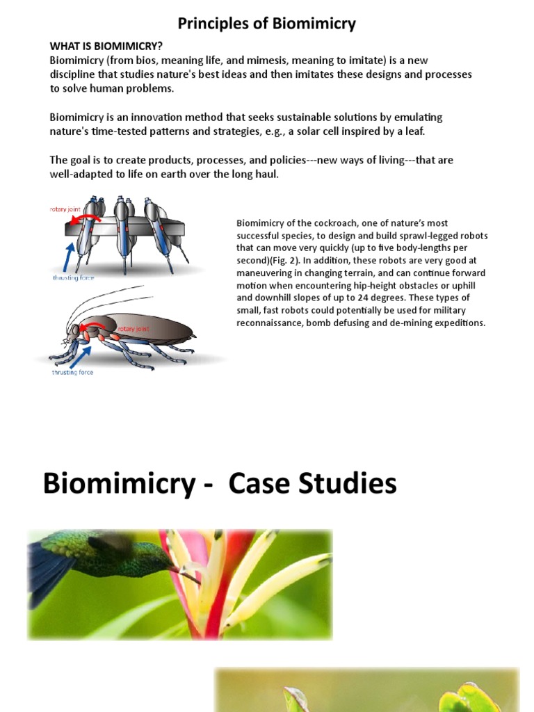 Principles of Biomimicry | PDF | Leaf | Solar Cell