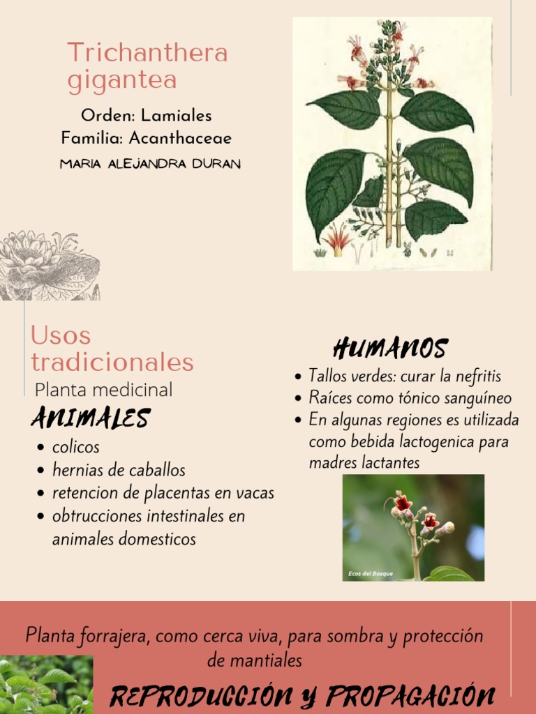 Usos y beneficios de Trichanthera gigantea | PDF | Hogar, jardinería y ...