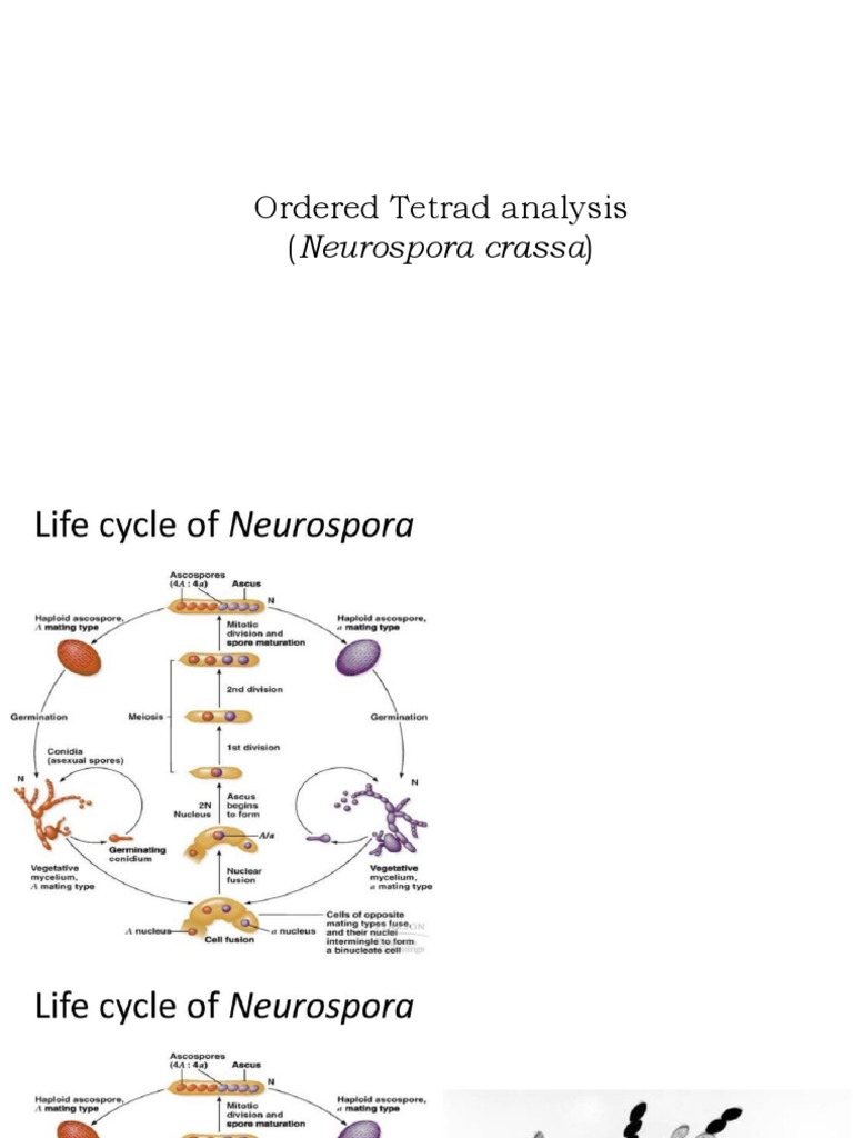 Ordered Tetrad Analysis (Neurospora Crassa) | PDF