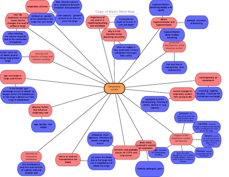 Basic Mind Map | PDF | Respiratory System | Lung