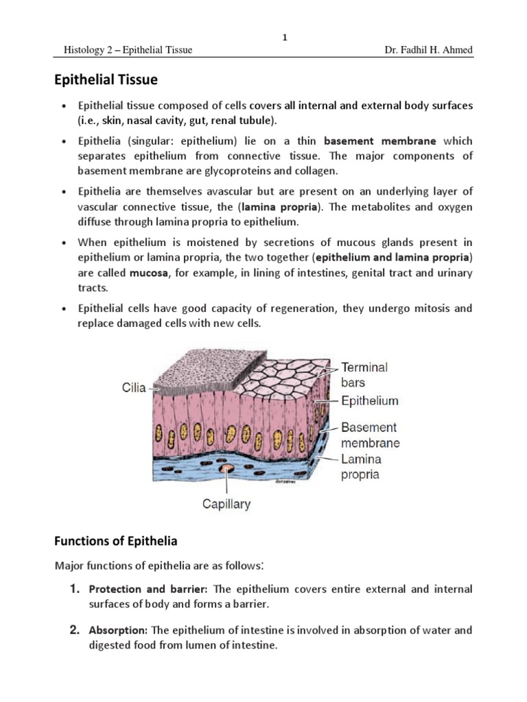 Epithelial Tissue | PDF | Epithelium | Tissue (Biology)